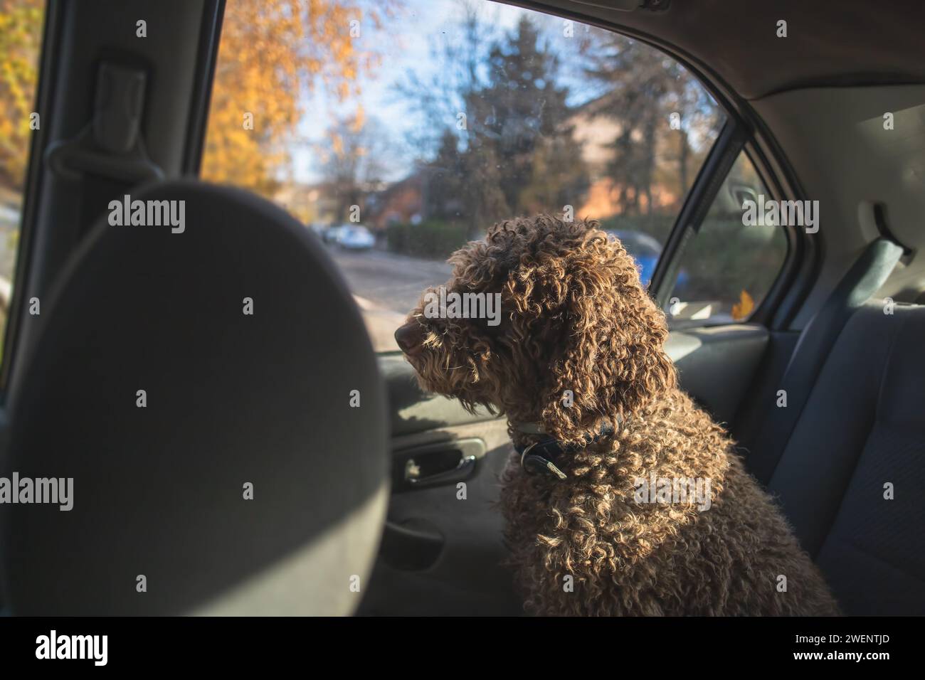 dog being driven in vehicle back seat Stock Photo - Alamy