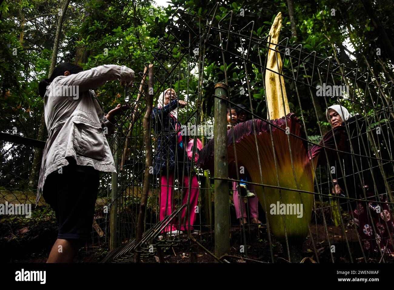 Visitors see the giant corpse flower Amorphophallus Titanum blooming in ...