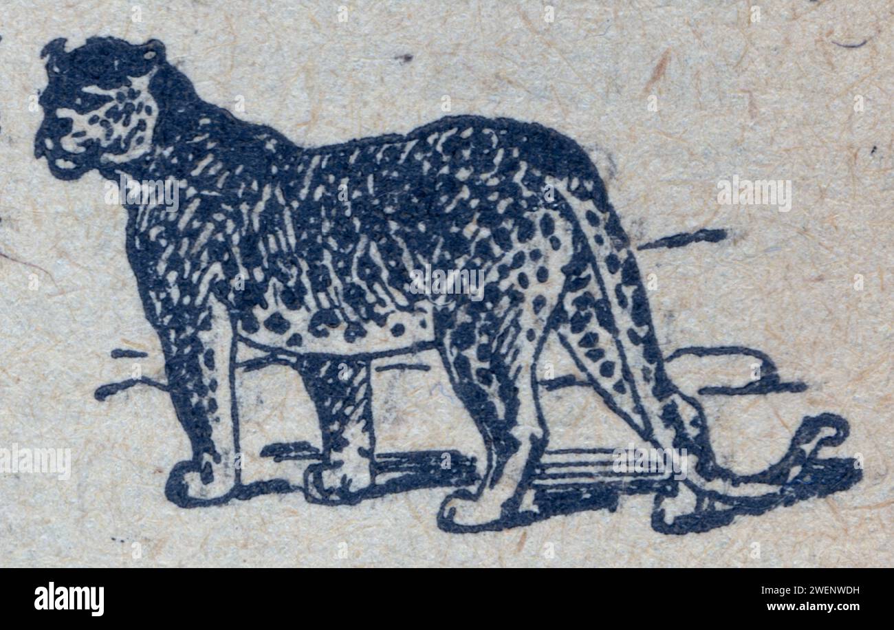 PANTHÈRE. PANTHERA. MAMMIFÈRE CARNASSIER DU GENRE LÉOPARD À PEAU ...