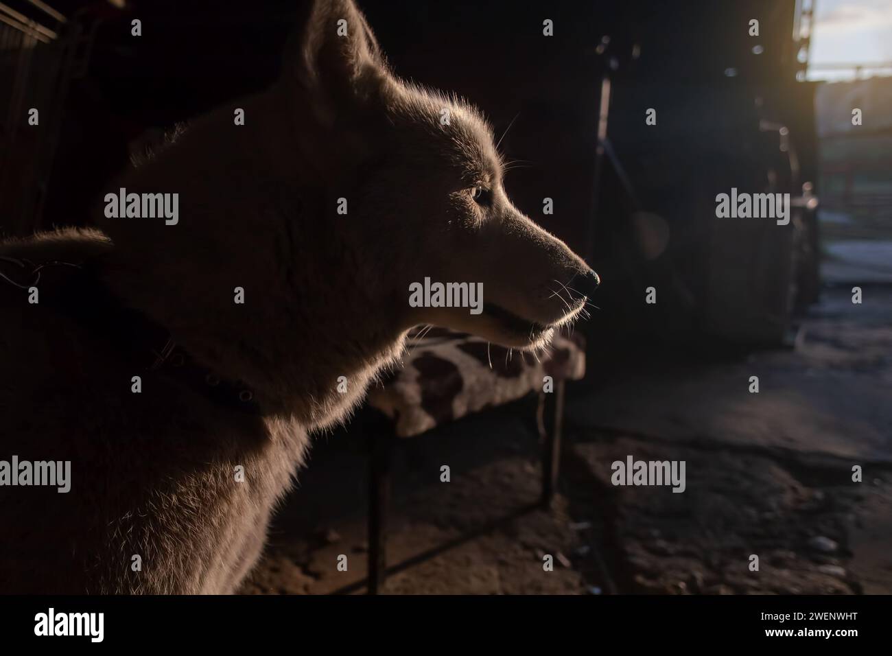 Guarding the house hi-res stock photography and images - Alamy