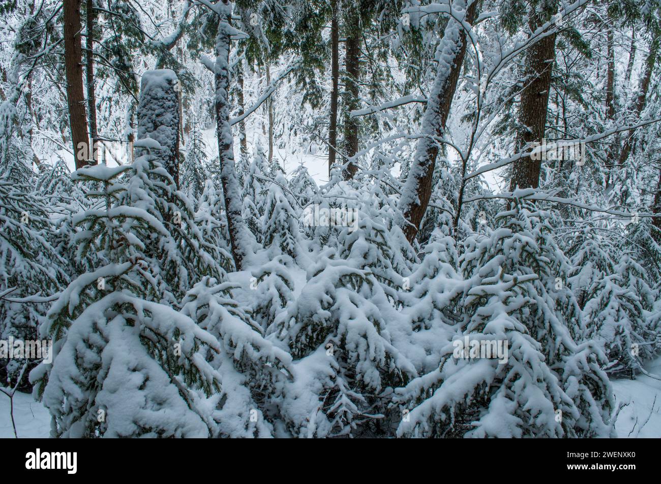 Red spruce (Picea rubens) covered with a fresh coating of snow in the ...