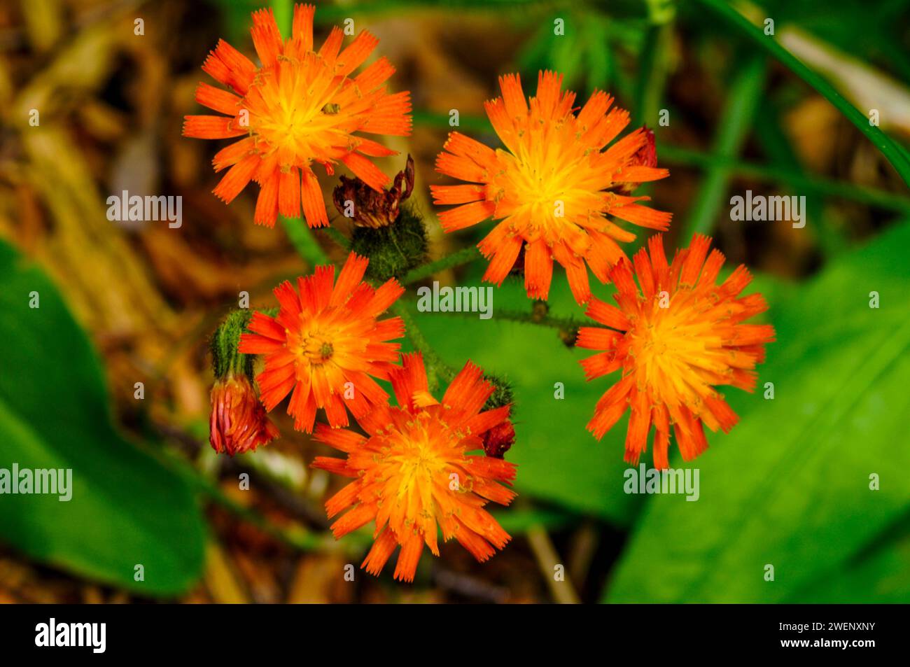 Orange Hawkweed, Pilosella aurantiaca, an invasive species growing in ...