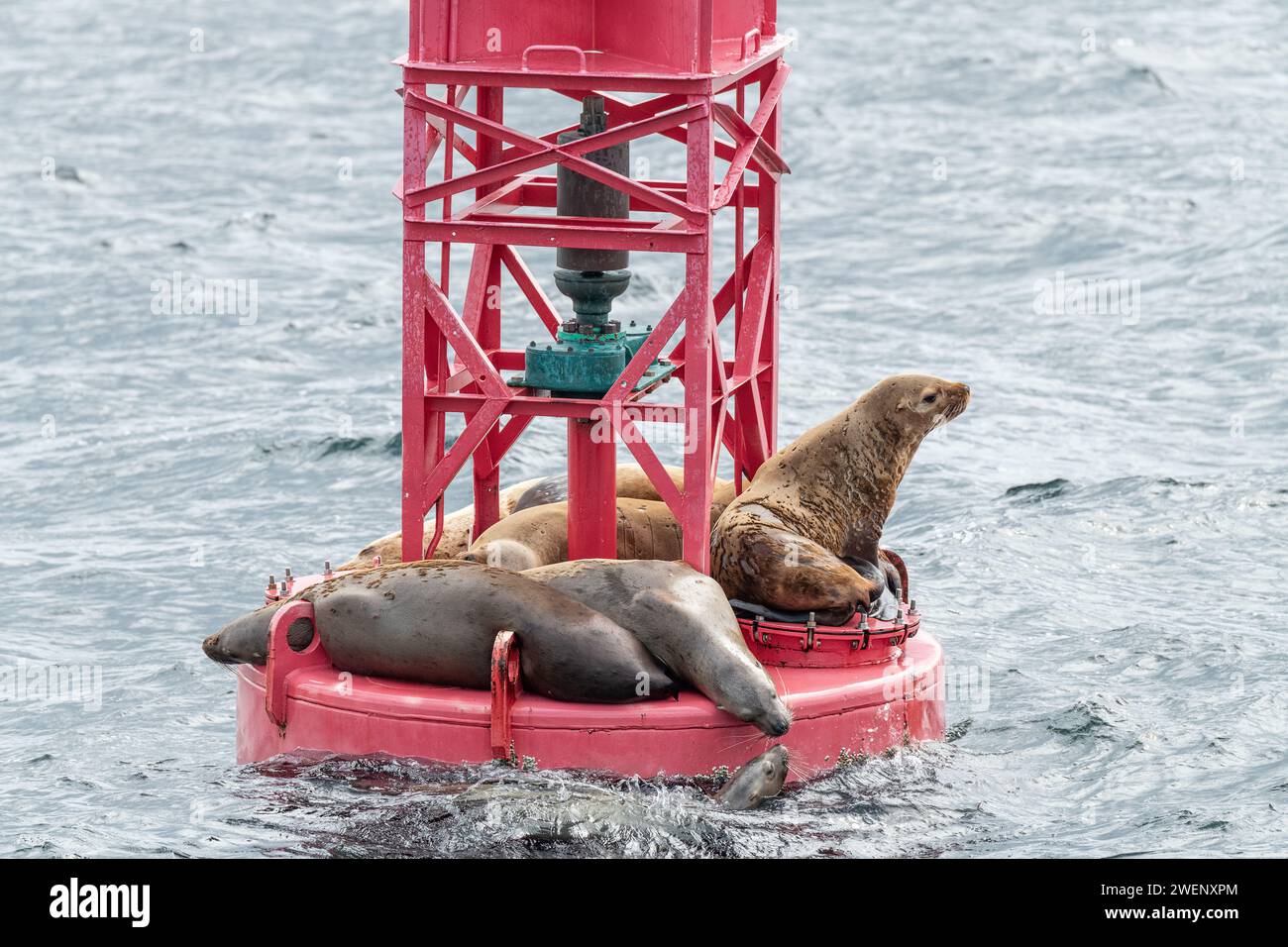 Steller Sea lions resting and calling on a Shipping Light Buoy in Sitka ...