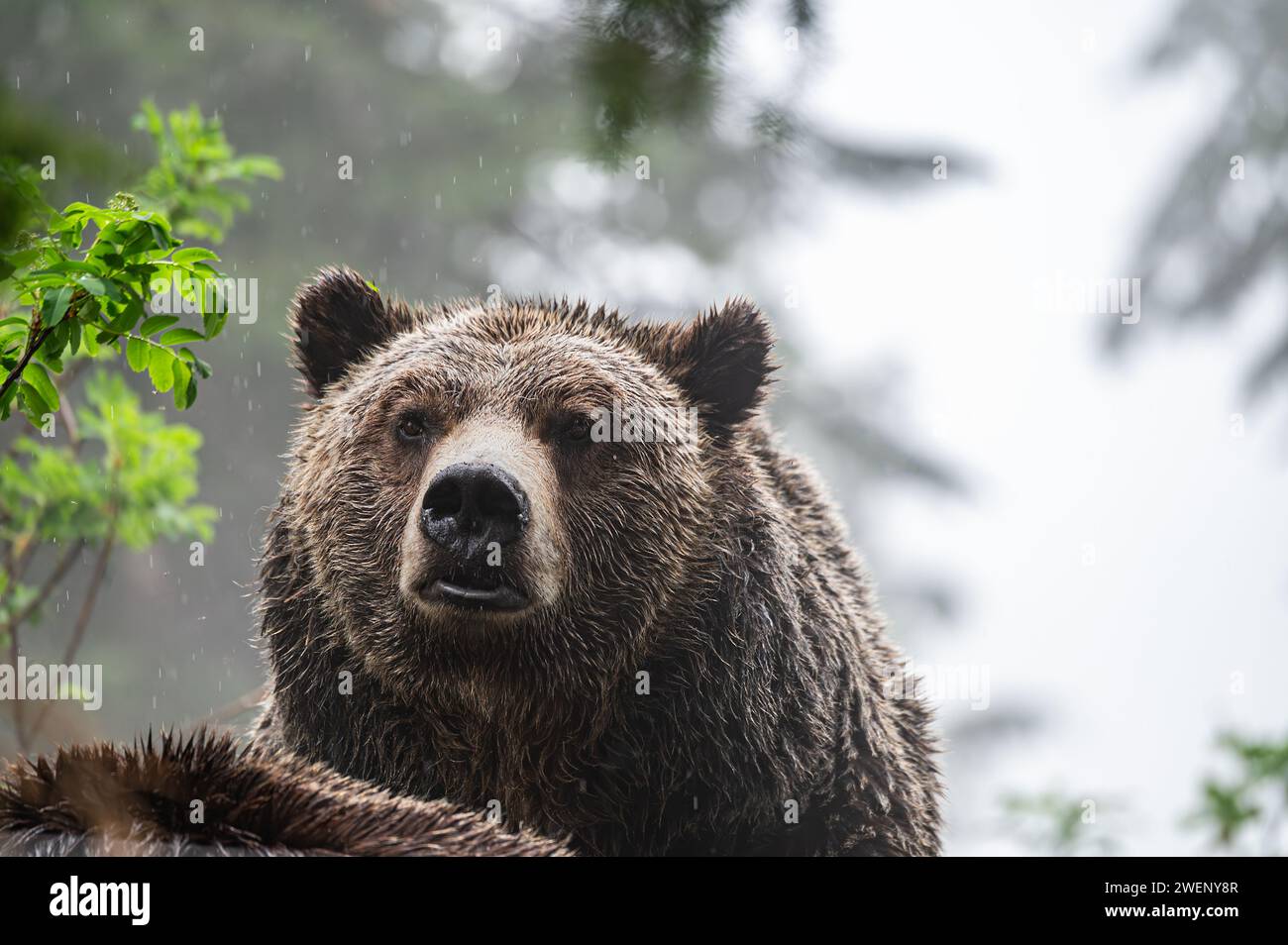 Grizzly bear in the rain at the Grouse Mountain Wildlife Refuge ...