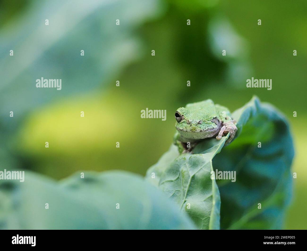 Smiling green frog animal hi-res stock photography and images - Alamy