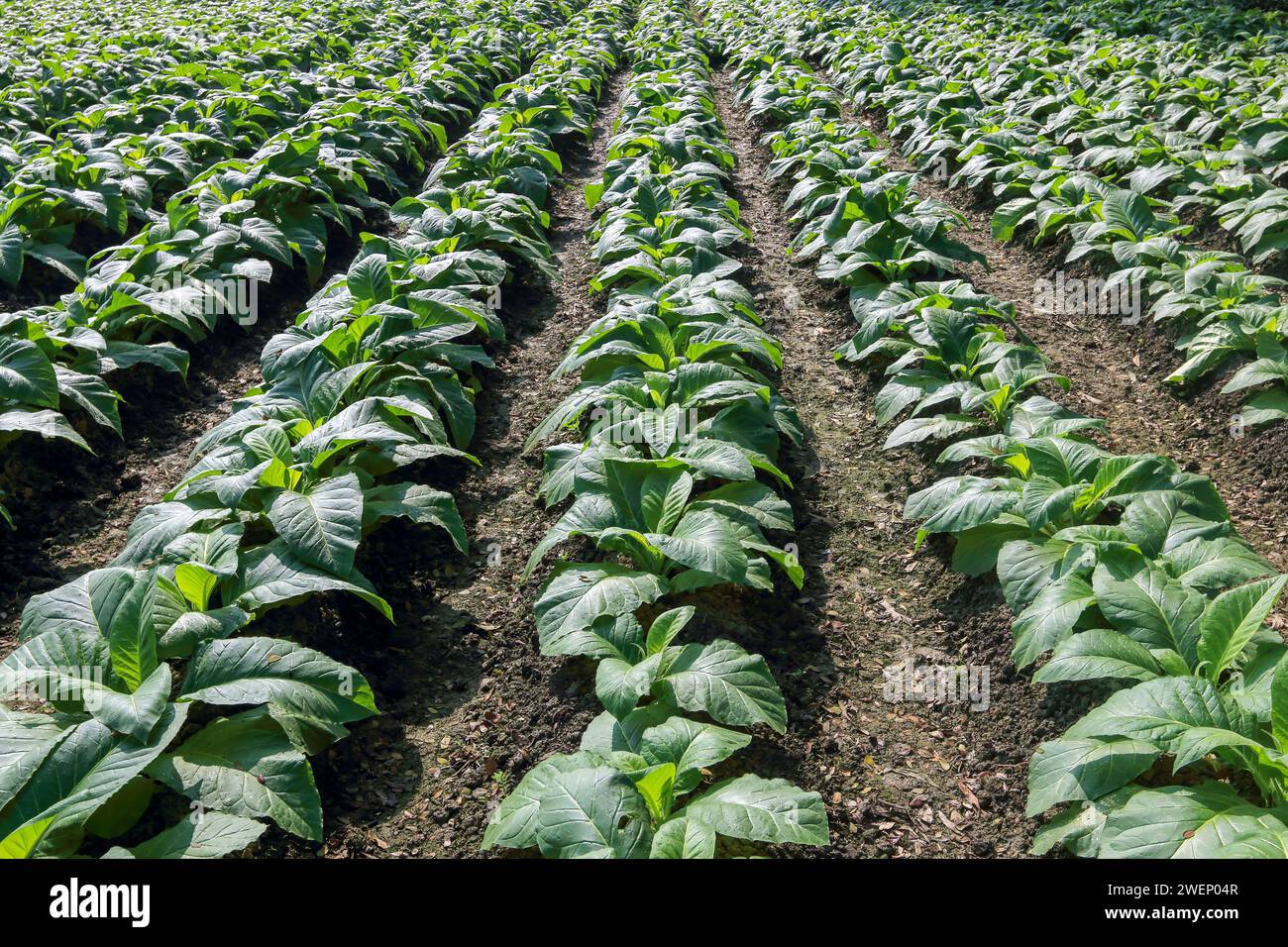 Tobacco plants growing on a field.this photo was taken from Chittagong ...