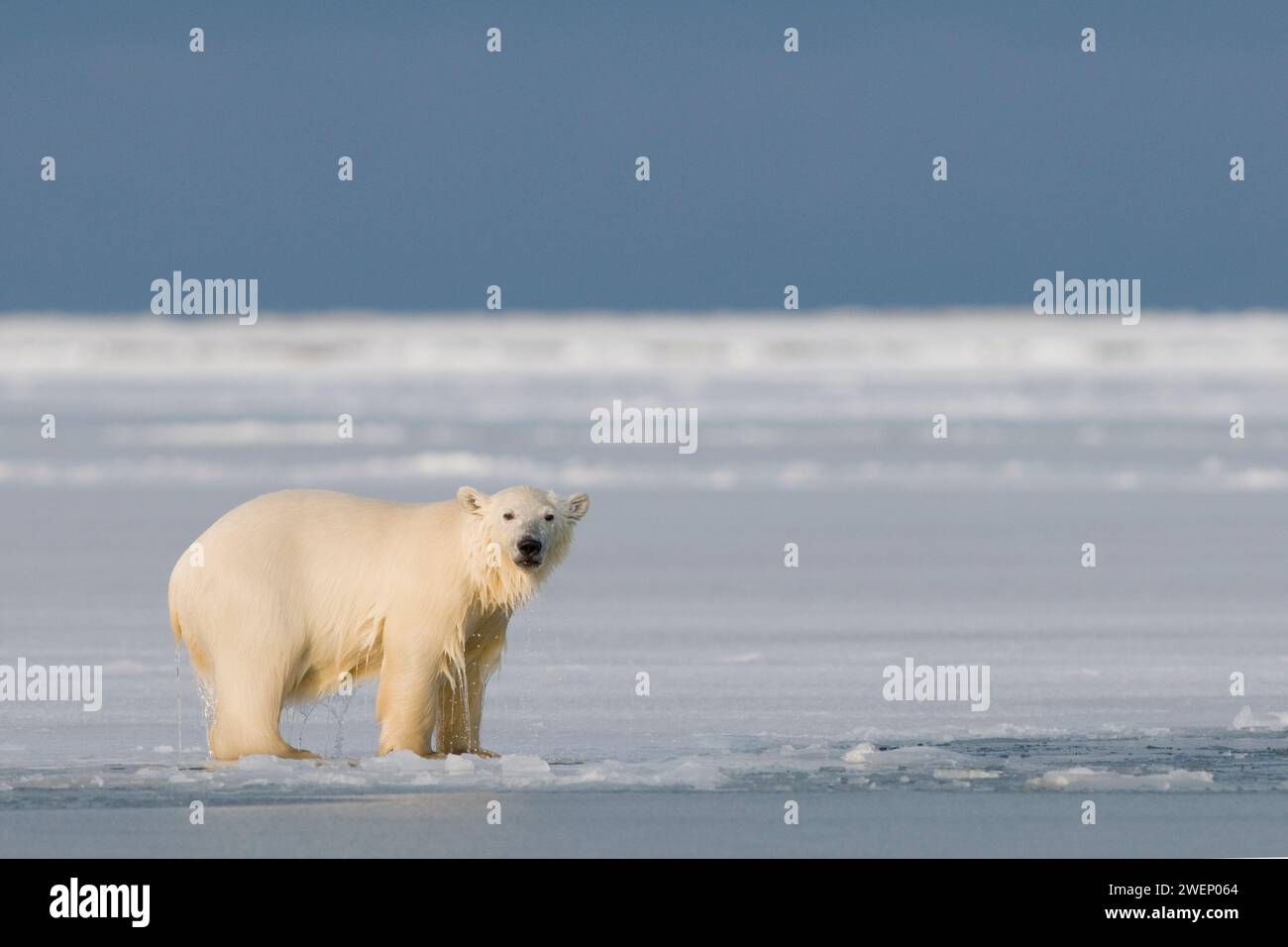 polar bear, Ursus maritimus, spring cub on newly forming pack ice along ...