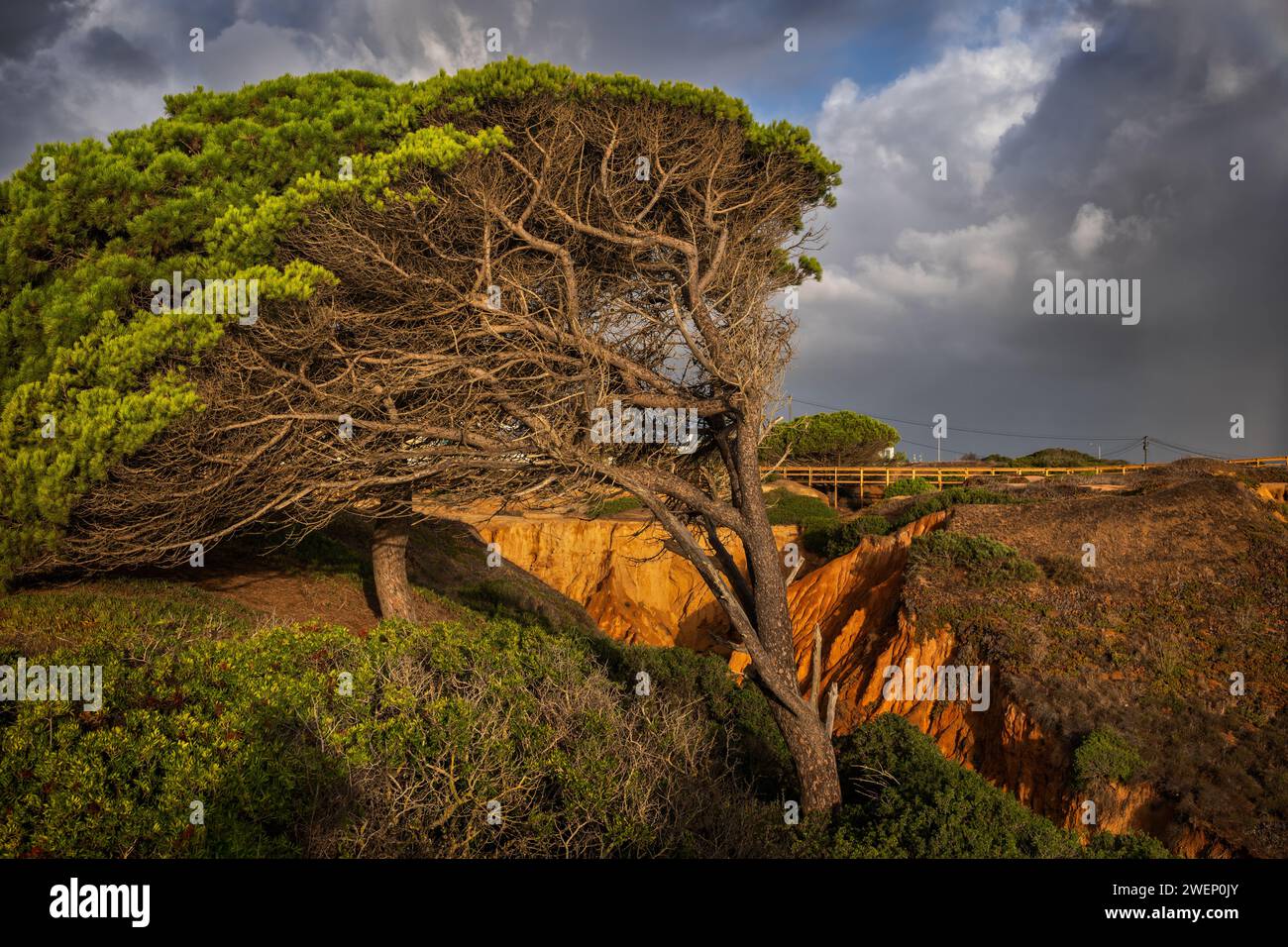 Old windswept pine tree and ravine in coastal landscape of Algarve ...
