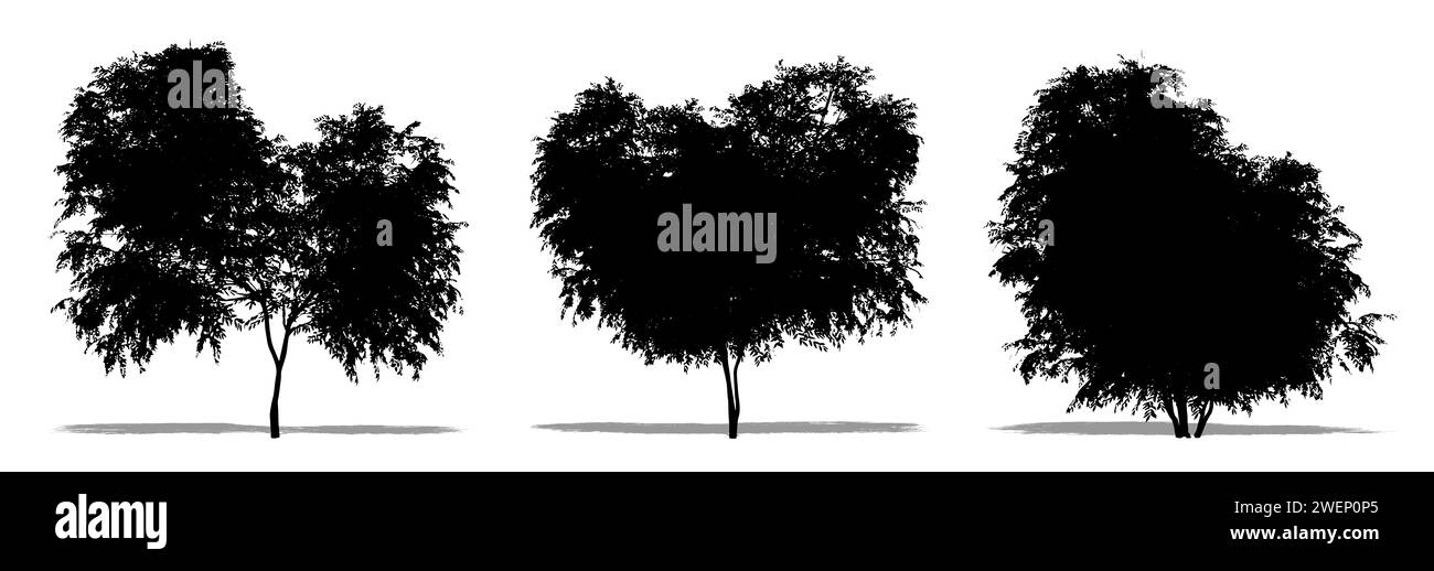 Set or collection of Black Elder trees as a black silhouette on white ...