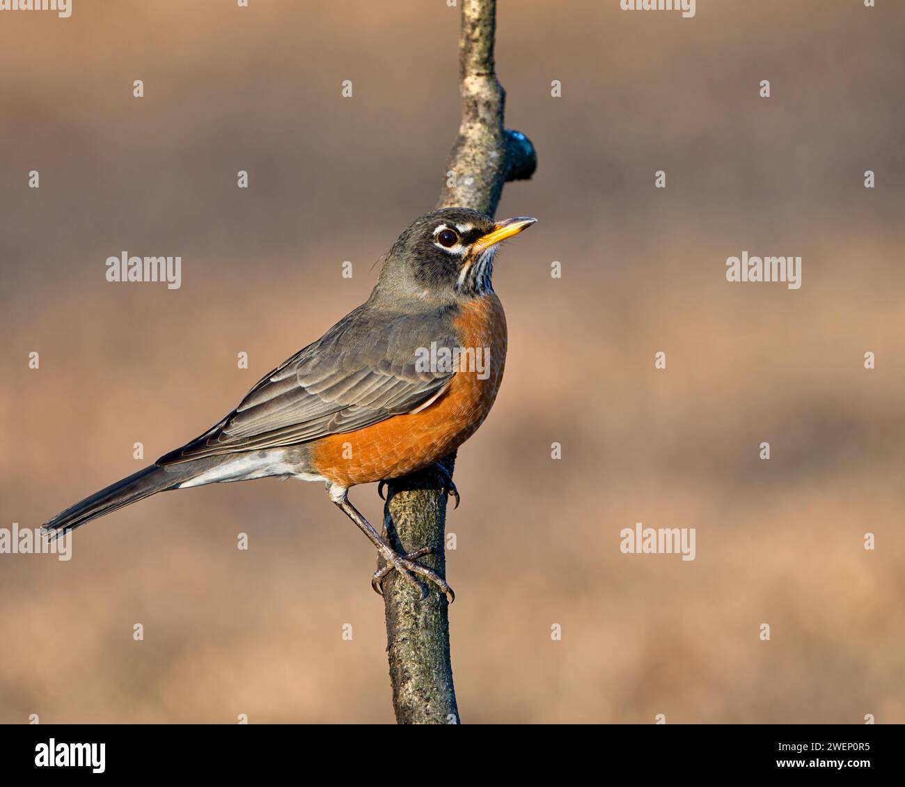 Chirping robin hi-res stock photography and images - Alamy