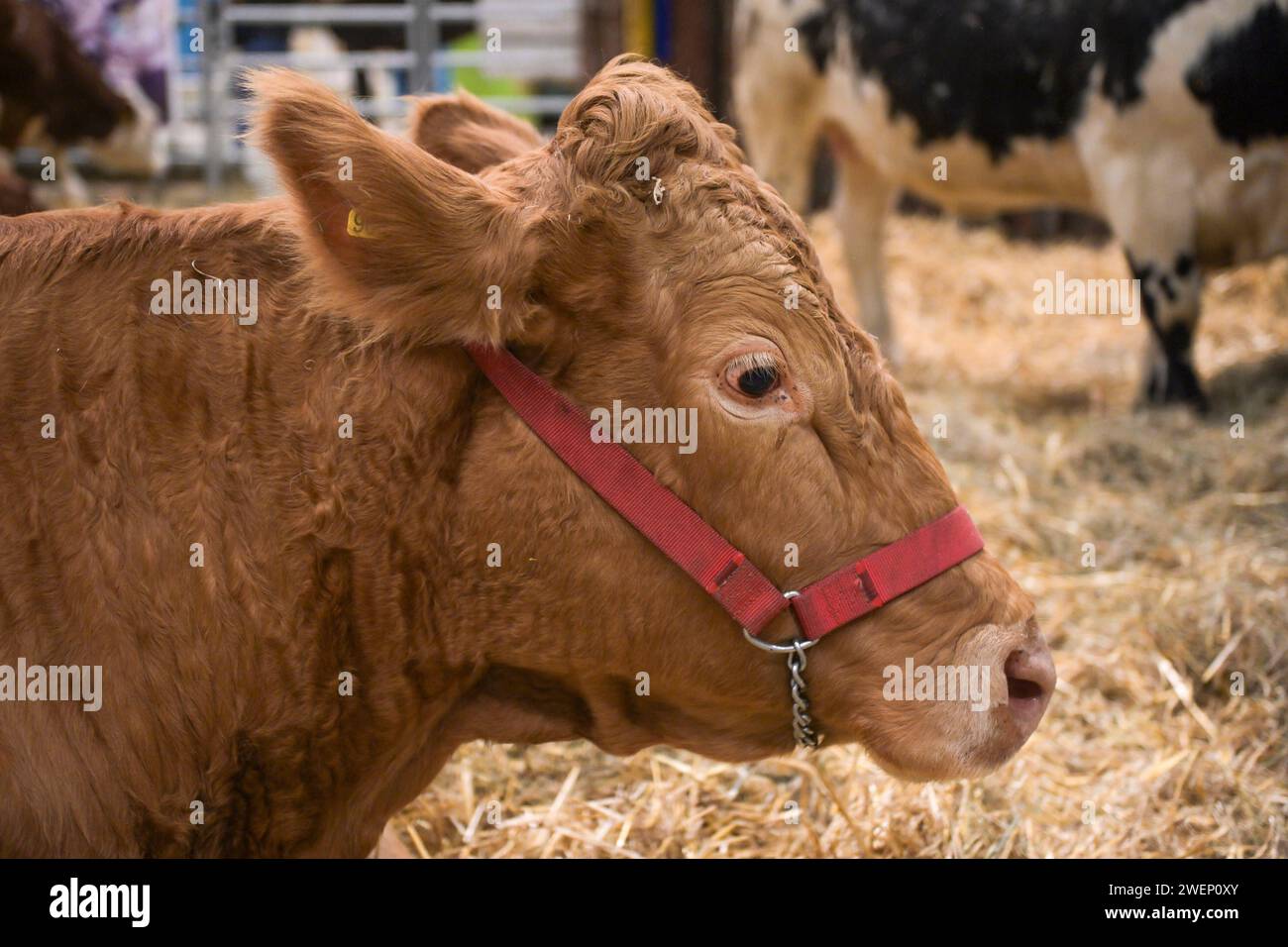 Berlin, Deutschland 19.- 28. Januar 2024: Internationale Grüne Woche ...