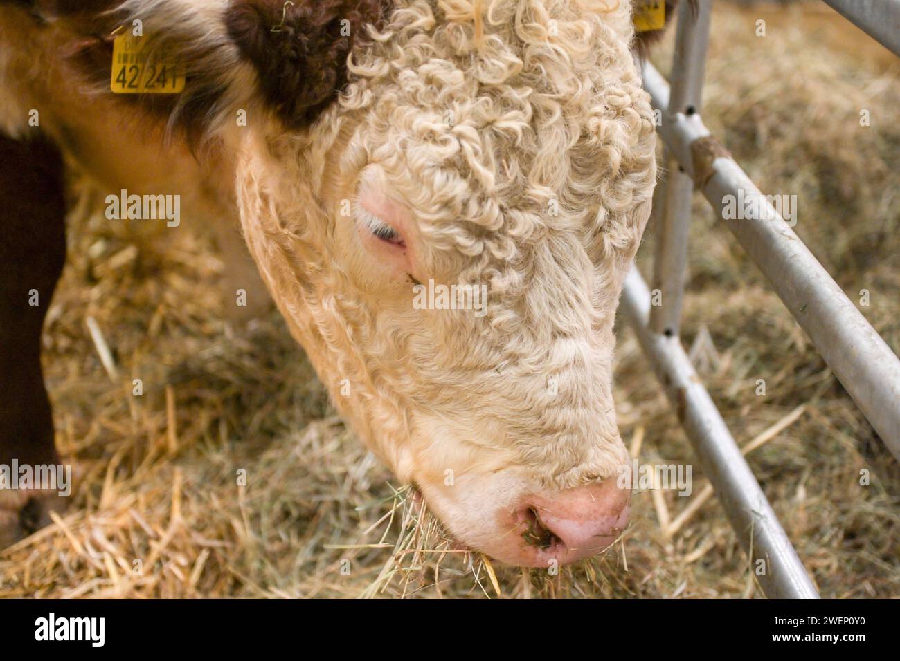 Berlin, Deutschland 19.- 28. Januar 2024: Internationale Grüne Woche ...
