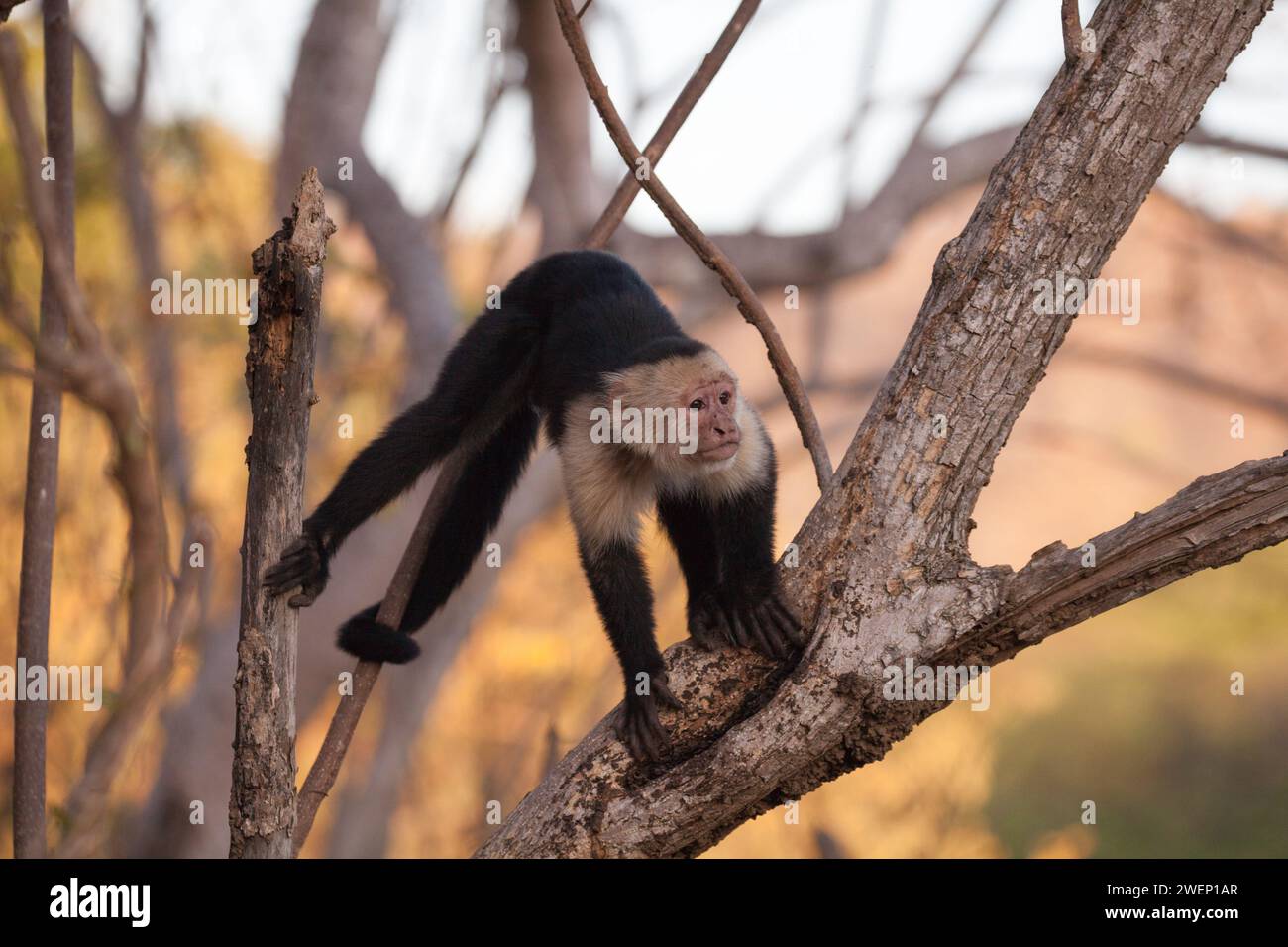 white faced capuchin monkey costa rica Stock Photo - Alamy