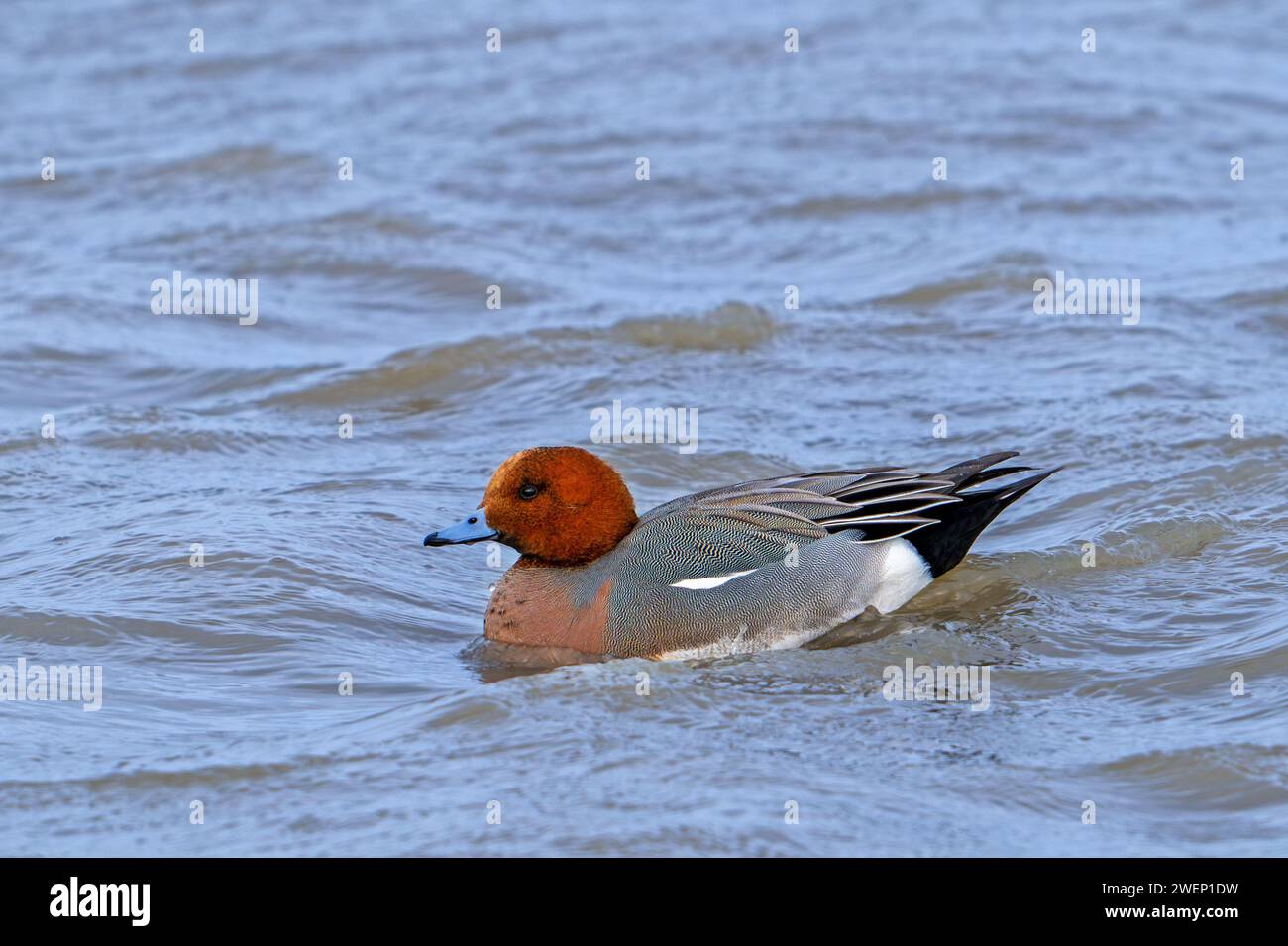 British and european waterbirds hi-res stock photography and images - Alamy