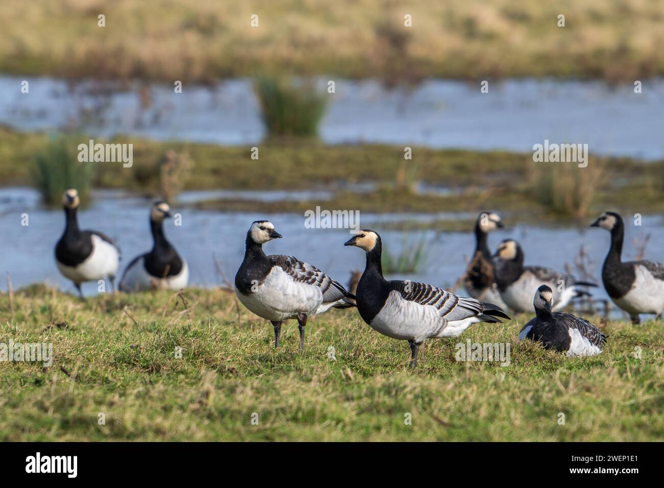 Flock of barnacle geese (Branta leucopsis) resting in wetland in winter ...
