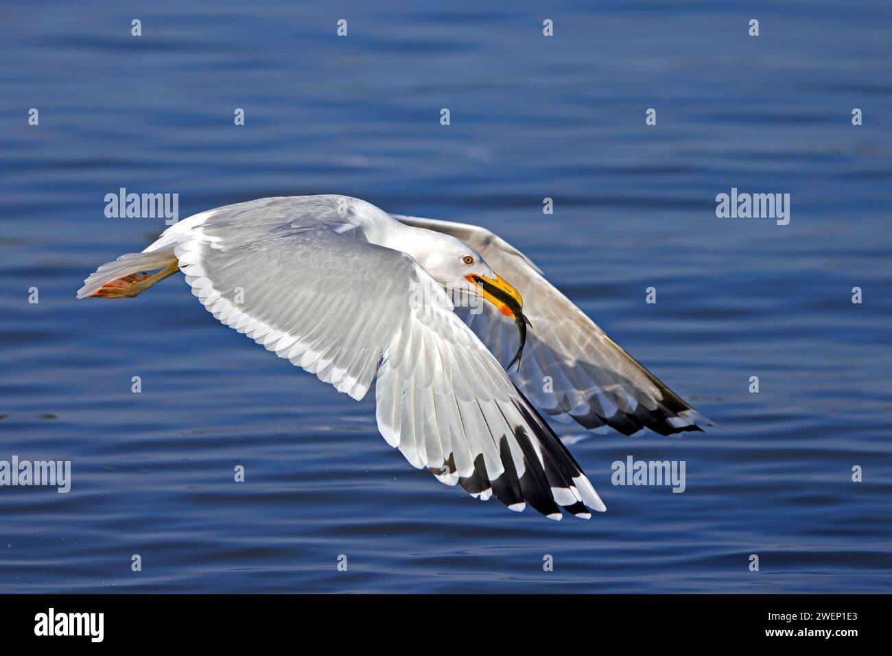 Yellow-legged gull (Larus michahellis) taking off with caught fish prey ...