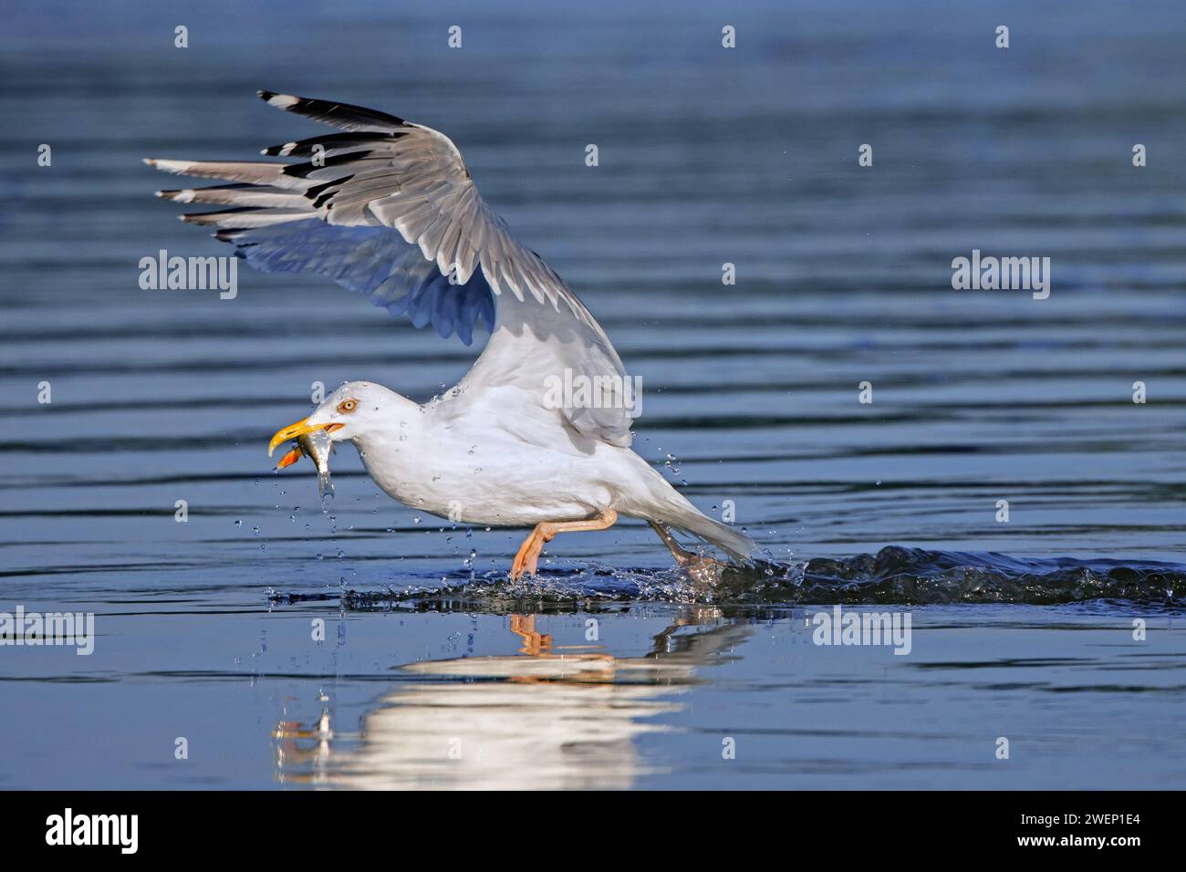 Yellow-legged gull (Larus michahellis) taking off with caught fish prey ...