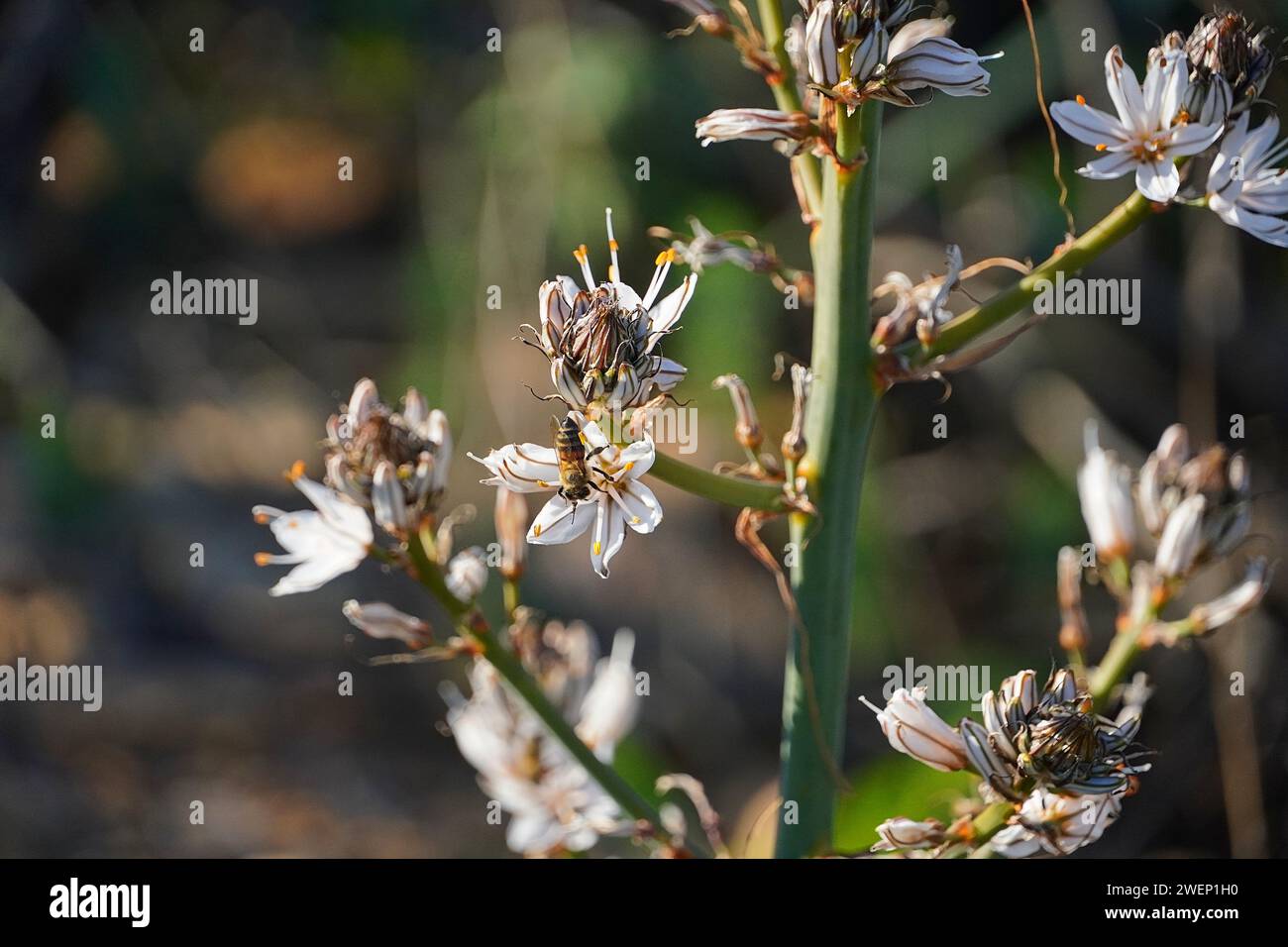 Asphodelus aestivus plant flowers and a honey bee Stock Photo - Alamy