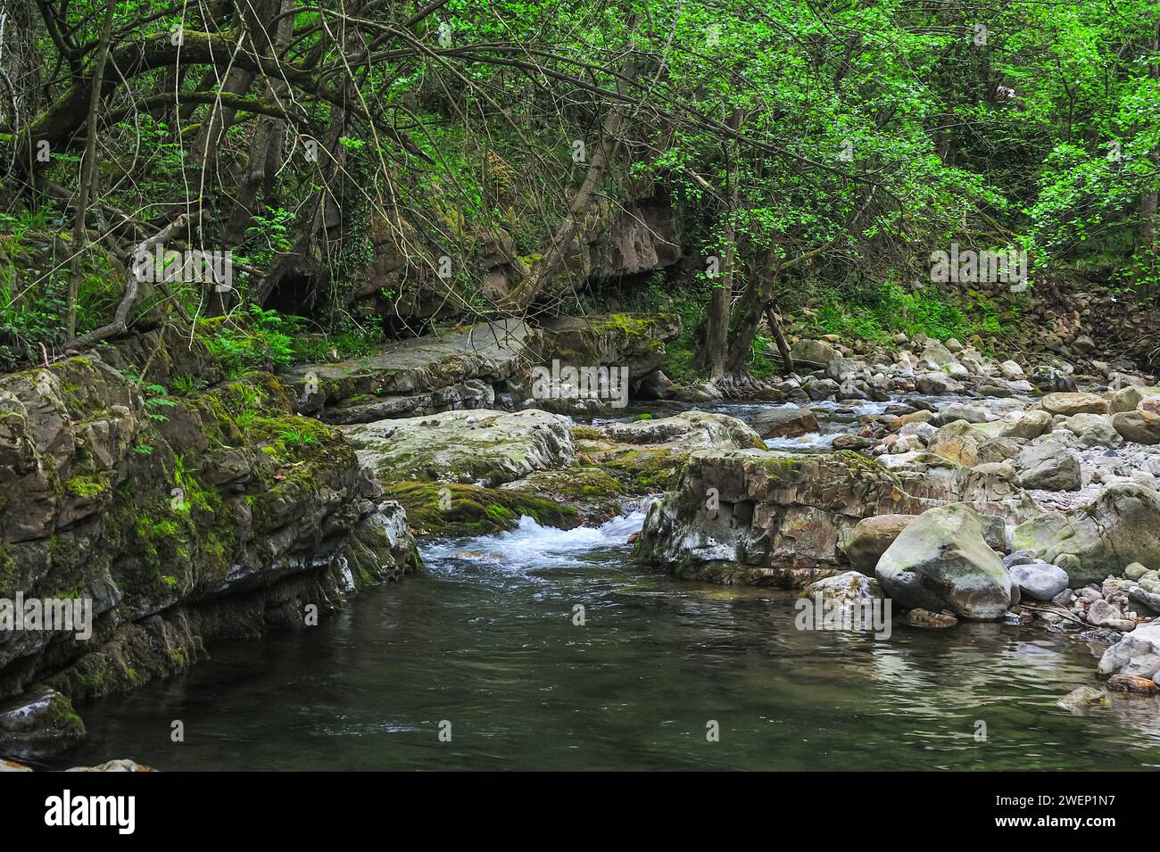 A peaceful creek meanders through a dense forest, with sunlight dappling through the canopy onto ...
