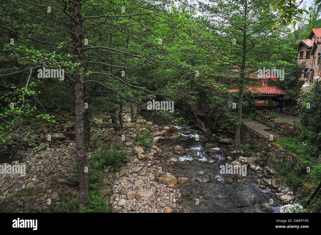 A peaceful creek meanders through a dense forest, with sunlight dappling through the canopy onto ...