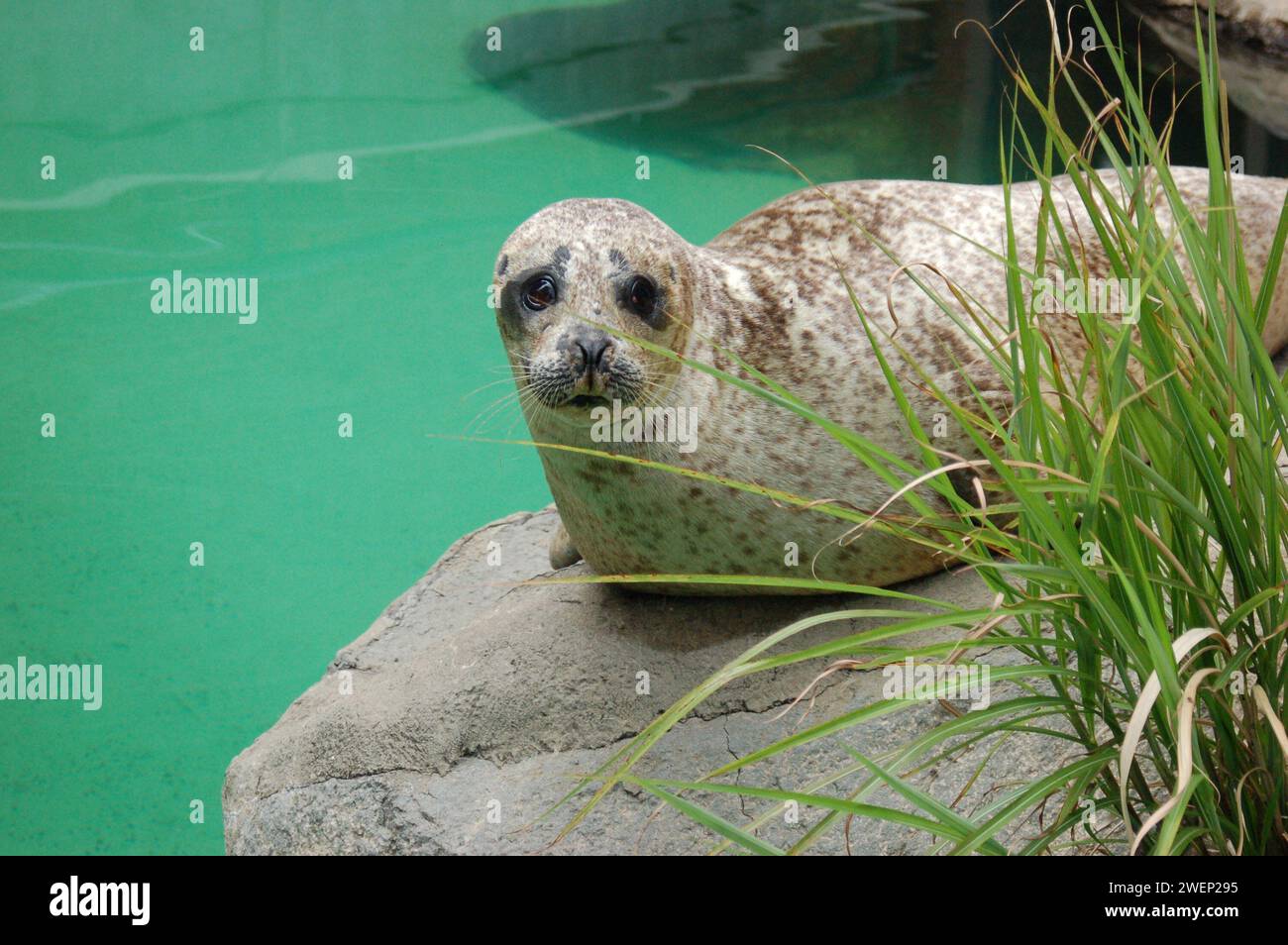 Harbor seal hi-res stock photography and images - Alamy