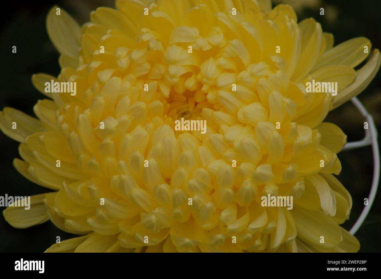Chrysanthemum indicum hi-res stock photography and images - Alamy
