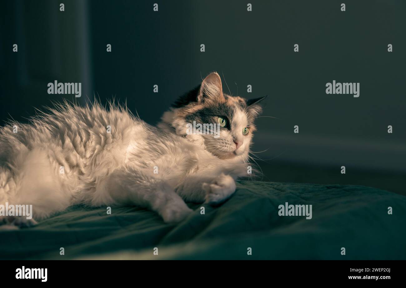 Fluffy cat with long whiskers hi-res stock photography and images - Alamy