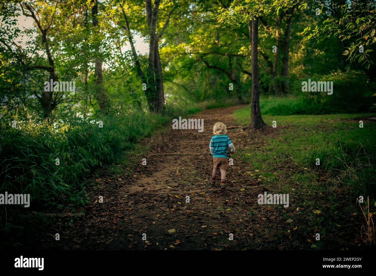 A Walk in the Woods Stock Photo - Alamy