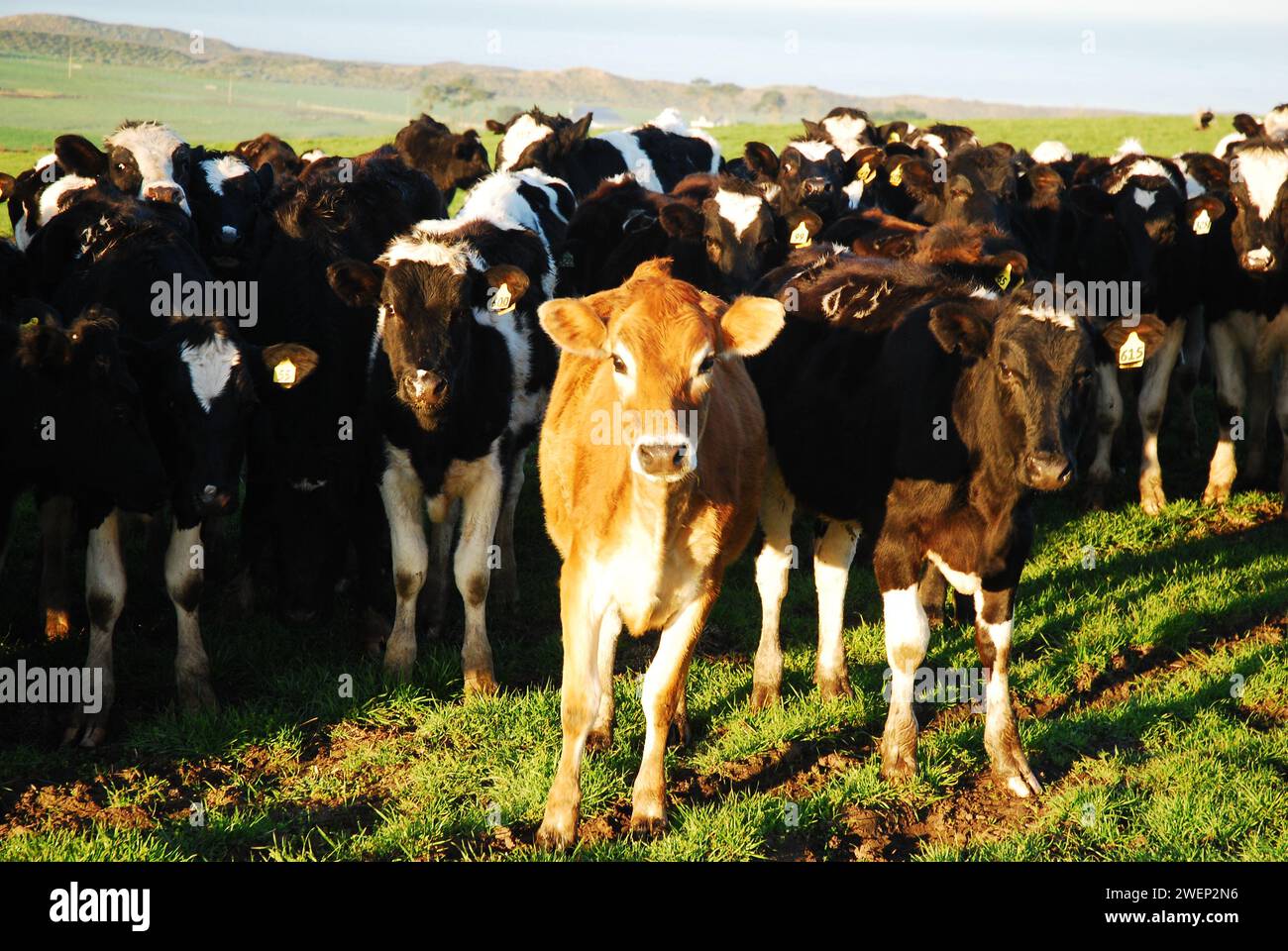 A lone brown cow stands out amongst the black and white Holsten cows ...