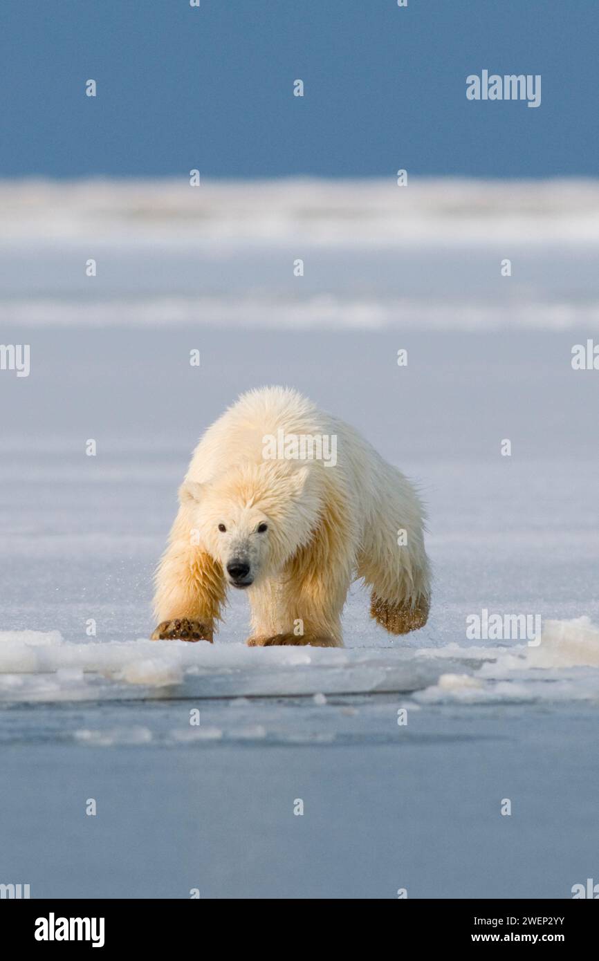 polar bear, Ursus maritimus, spring cub plays vigorously in and around ...