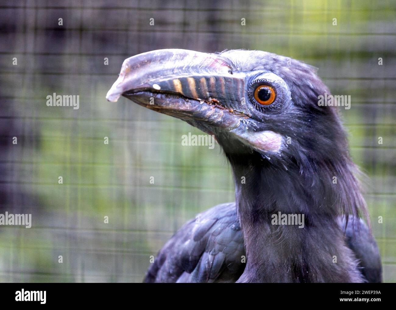 Majestic Luzon Tarictic Hornbill (Penelopides manillae) soaring through ...