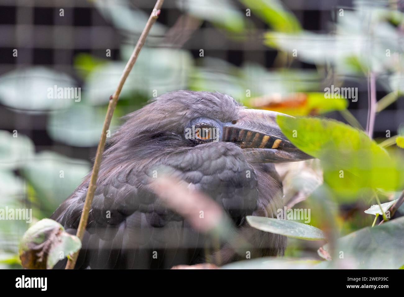 Majestic Luzon Tarictic Hornbill (Penelopides manillae) soaring through ...