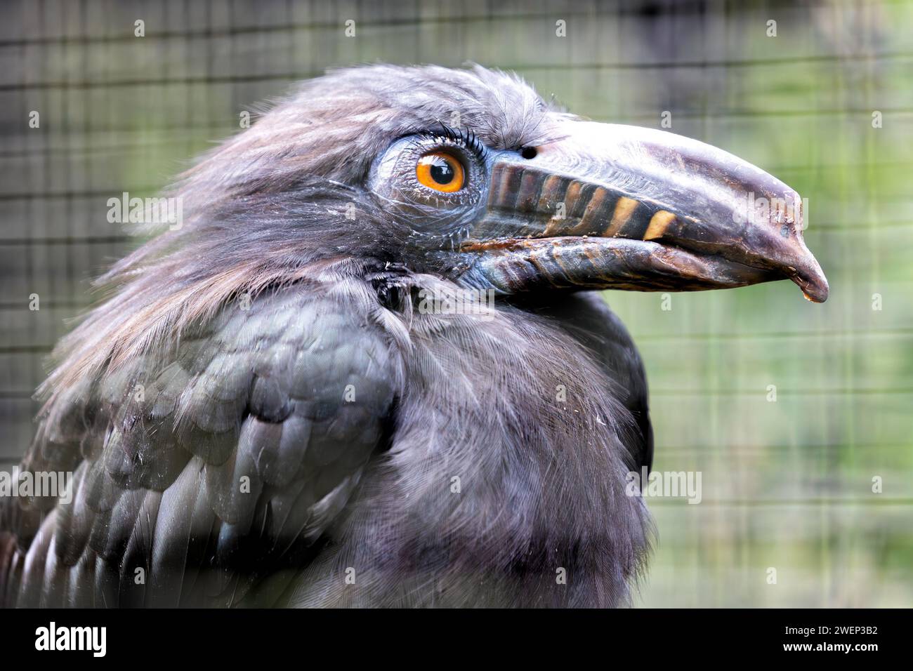 Majestic Luzon Tarictic Hornbill (Penelopides manillae) soaring through ...