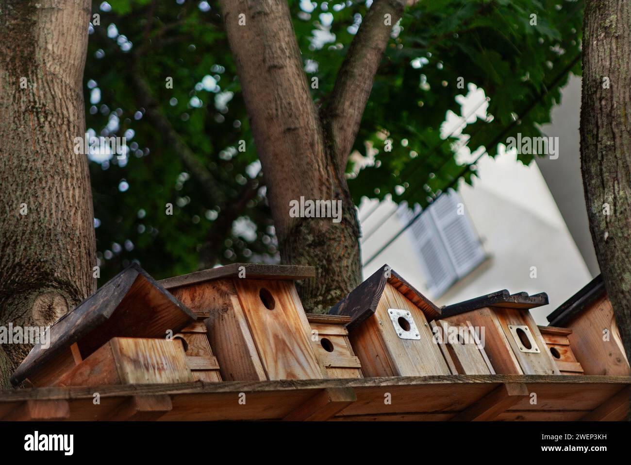 Wooden nest boxes in trees Stock Photo - Alamy