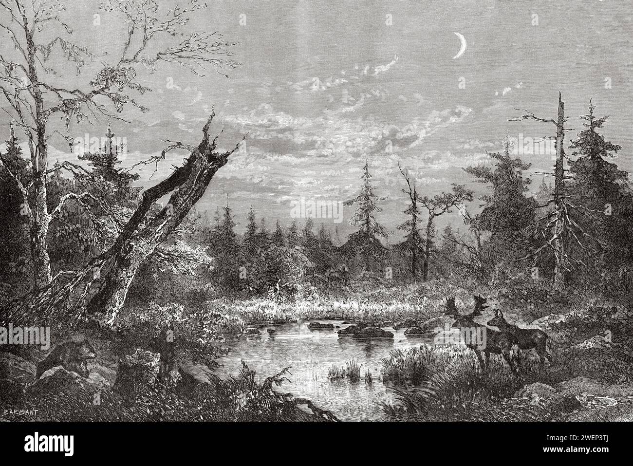 Moose bull in the forest, Newfoundland and Labrador, Canada. French ...