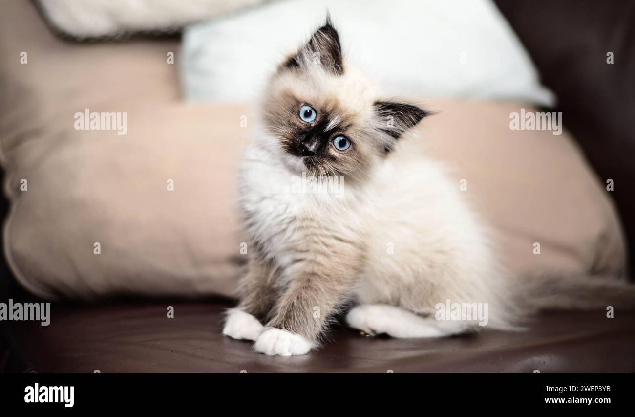 Little Ragdoll kitten playing Stock Photo - Alamy