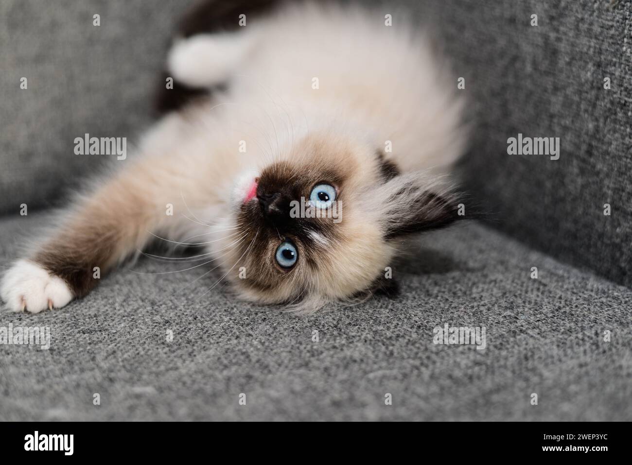Little Ragdoll kitten playing Stock Photo - Alamy