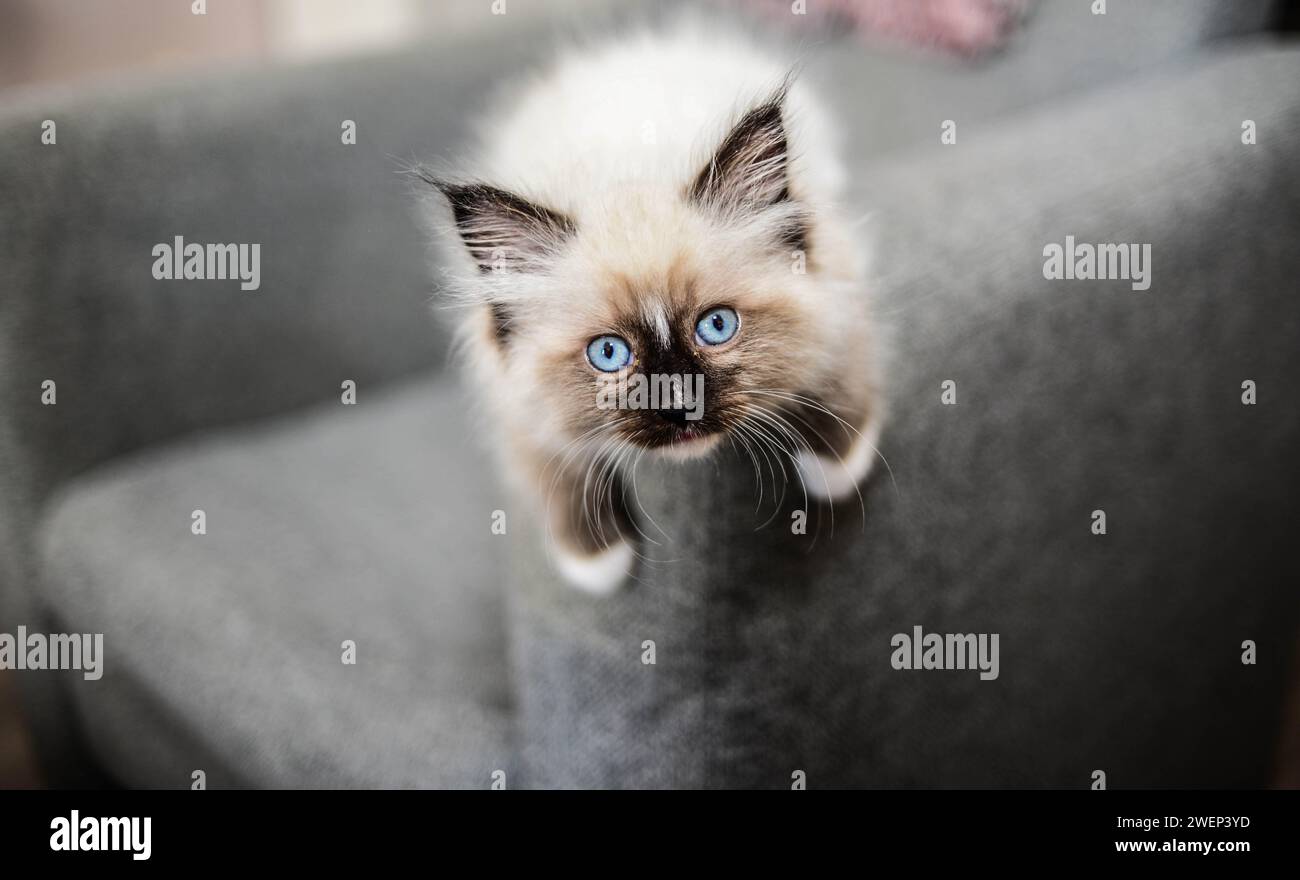 Little Ragdoll kitten playing Stock Photo - Alamy
