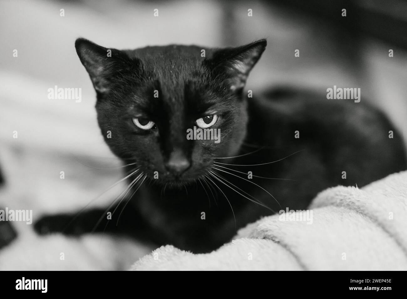 Rest head on paws hi-res stock photography and images - Alamy