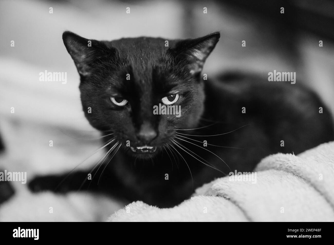 Black cat peeks at camera, partially hidden Stock Photo - Alamy