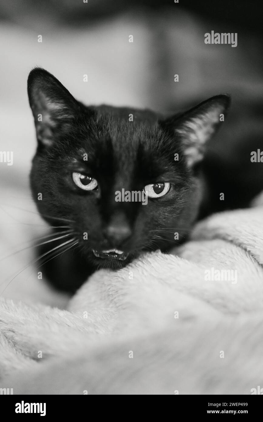 Black cat lying on a blanket, gazing forward Stock Photo - Alamy