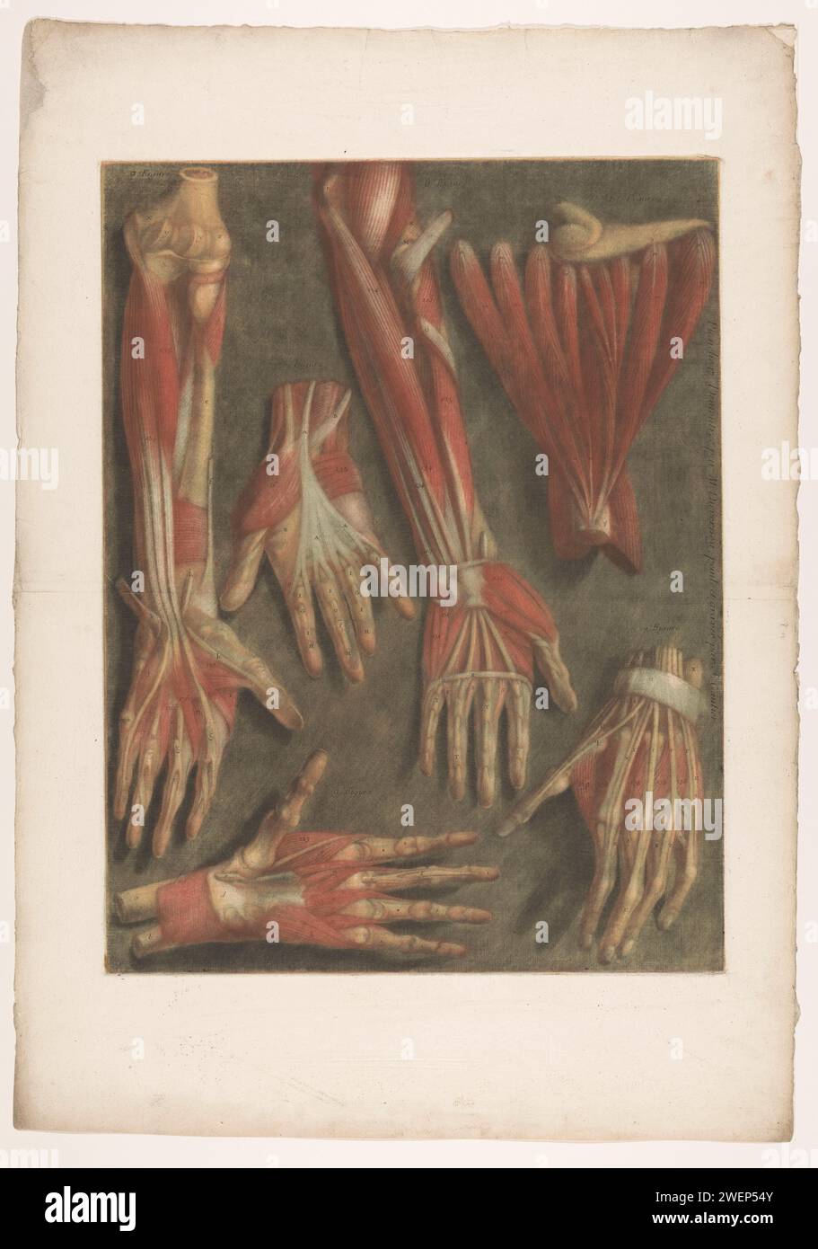 Joseph guichard duverney hi-res stock photography and images - Alamy