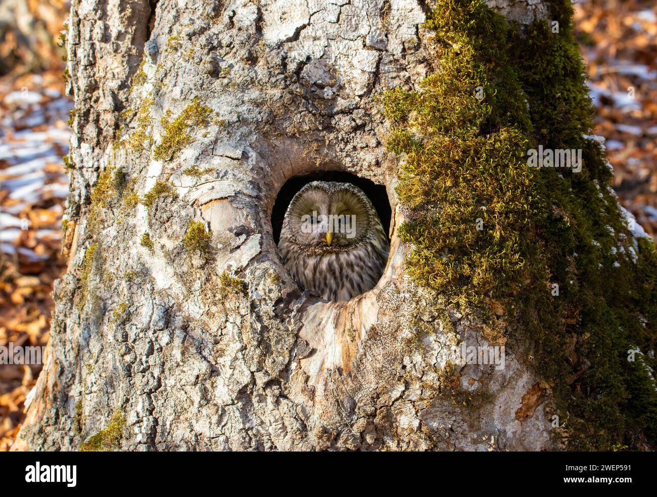 Stealthy bird hi-res stock photography and images - Alamy