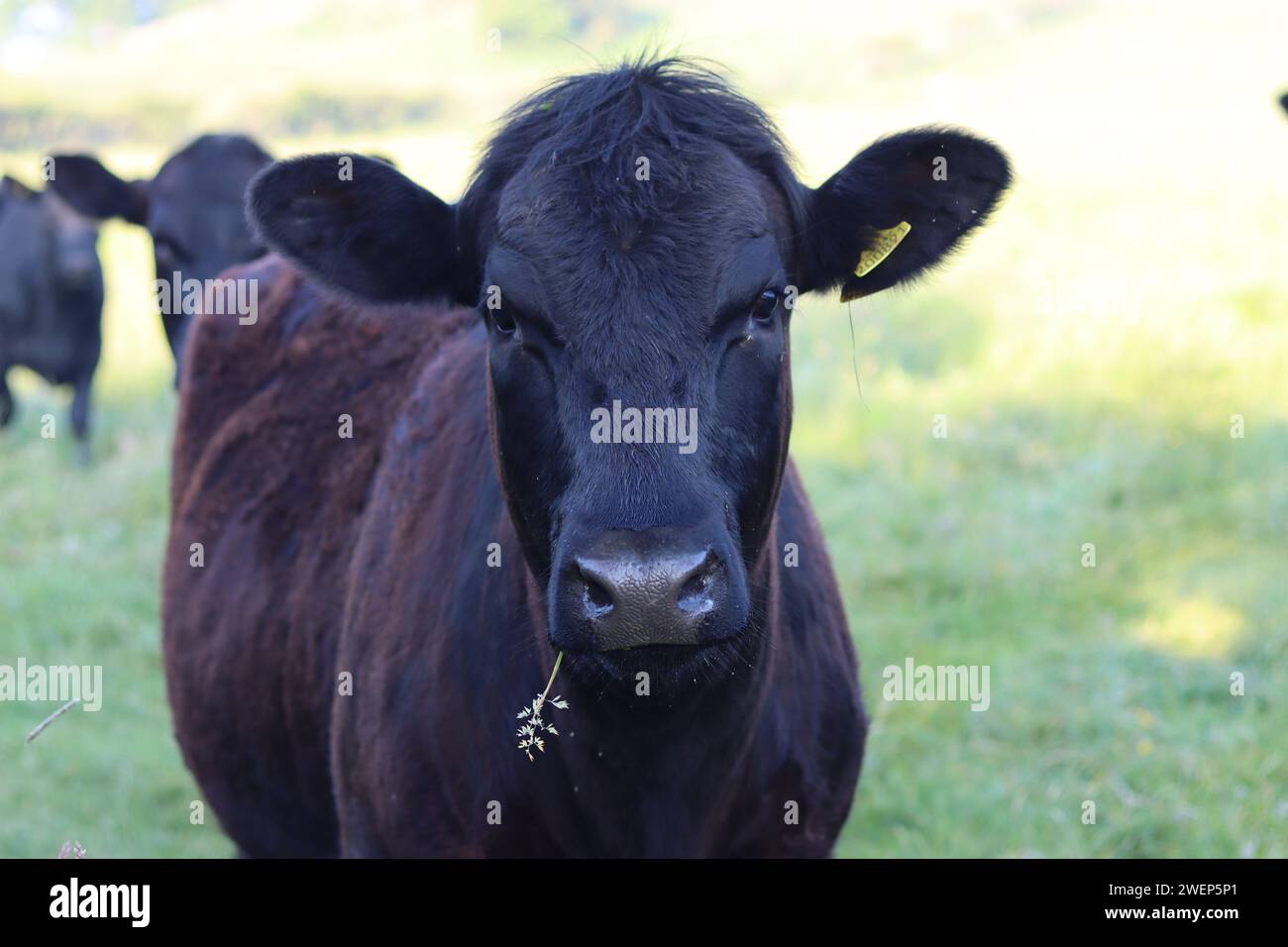 Cow staring at camera hi-res stock photography and images - Alamy
