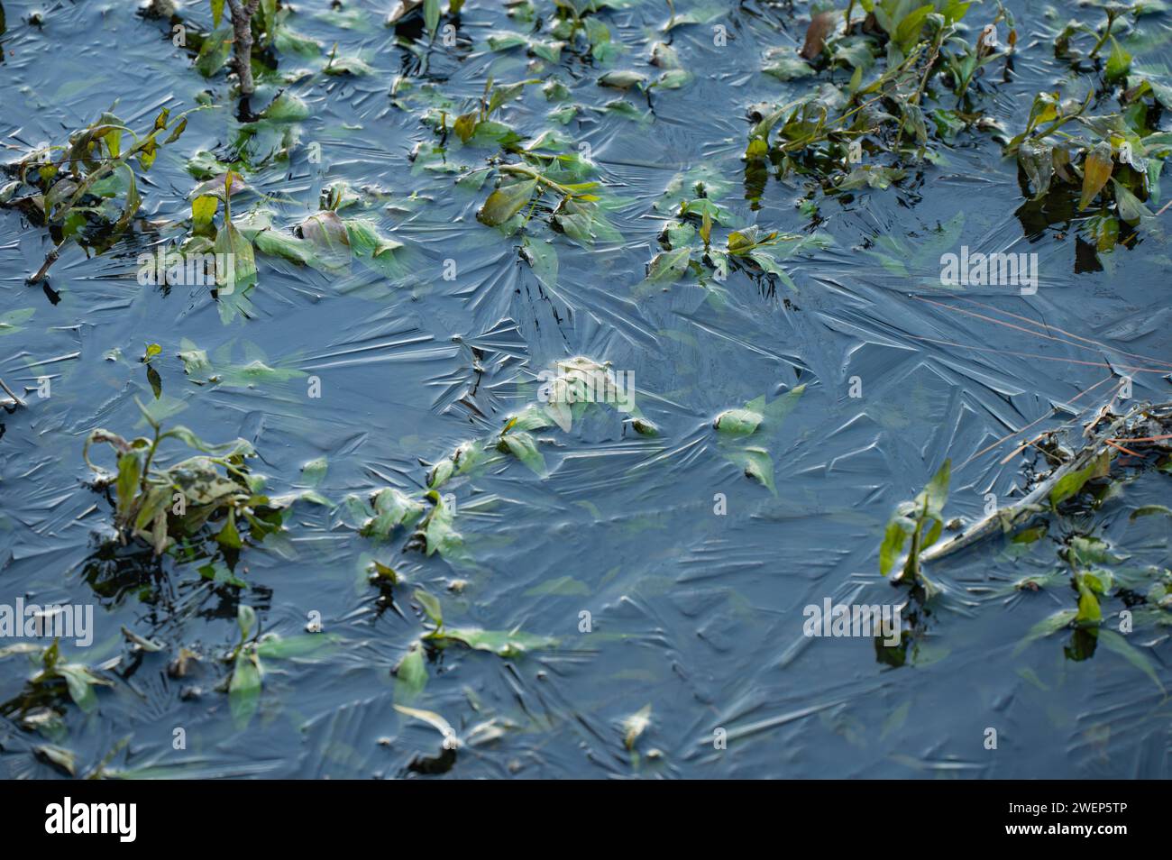 Pond angles hi-res stock photography and images - Alamy