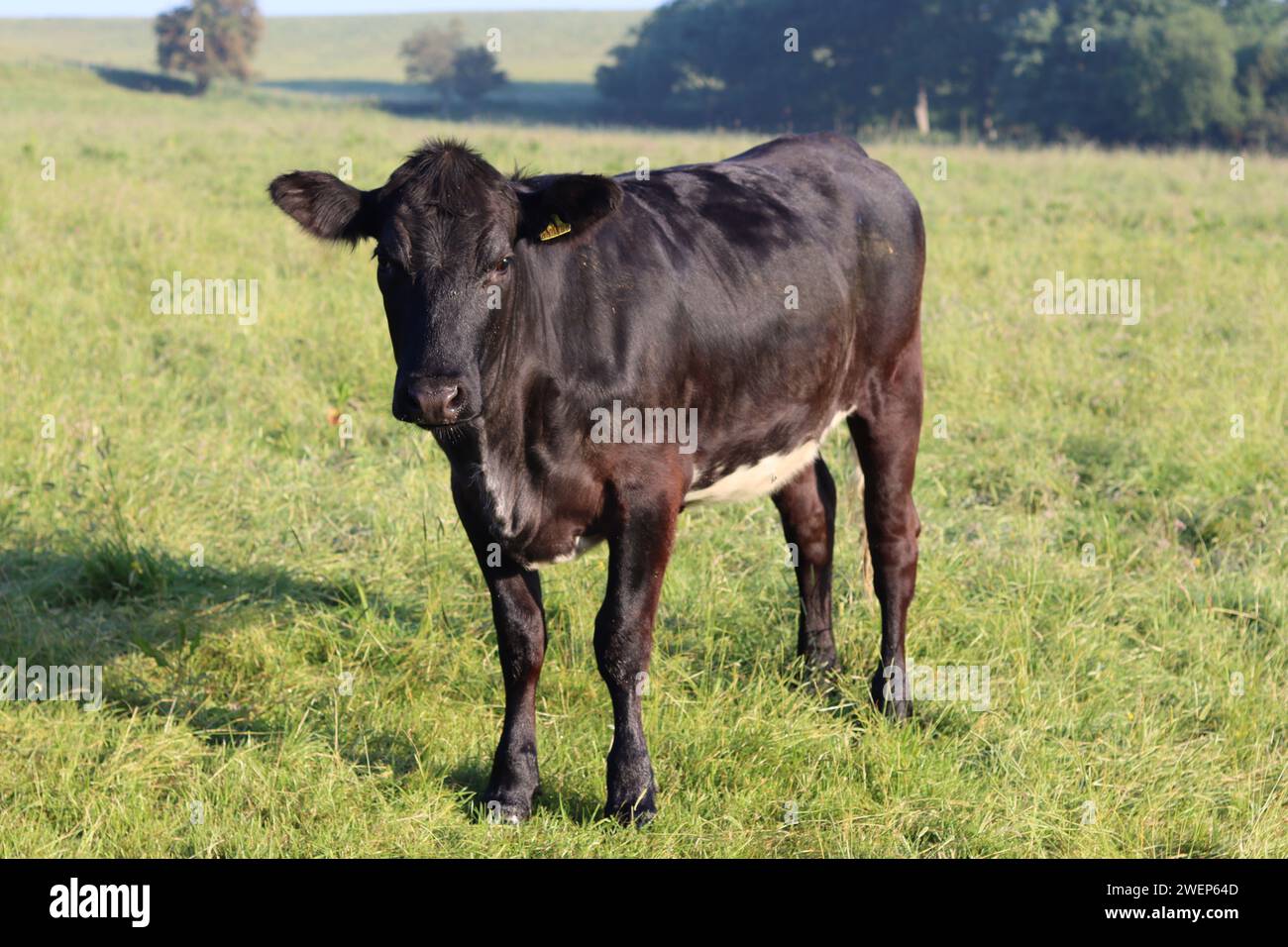 Sunshine theme hi-res stock photography and images - Alamy