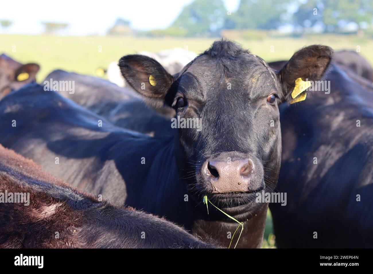 Cow mouth grass hi-res stock photography and images - Alamy