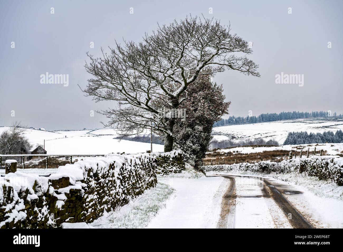 Snow fall oon the trees around the Lancashire Moorland of Rivington and ...