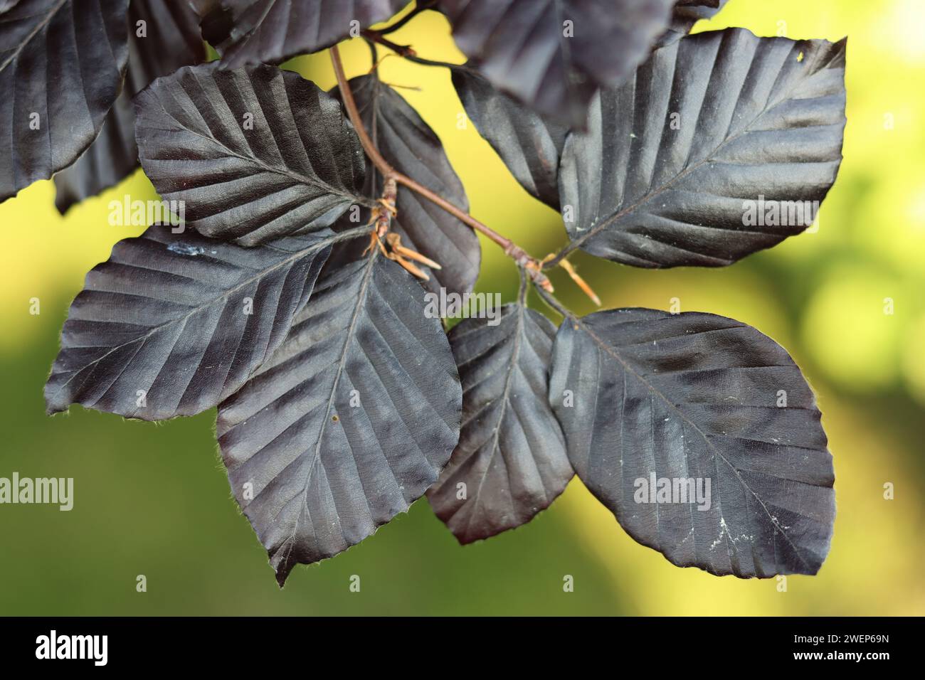 Copper beech spring garden hi-res stock photography and images - Alamy