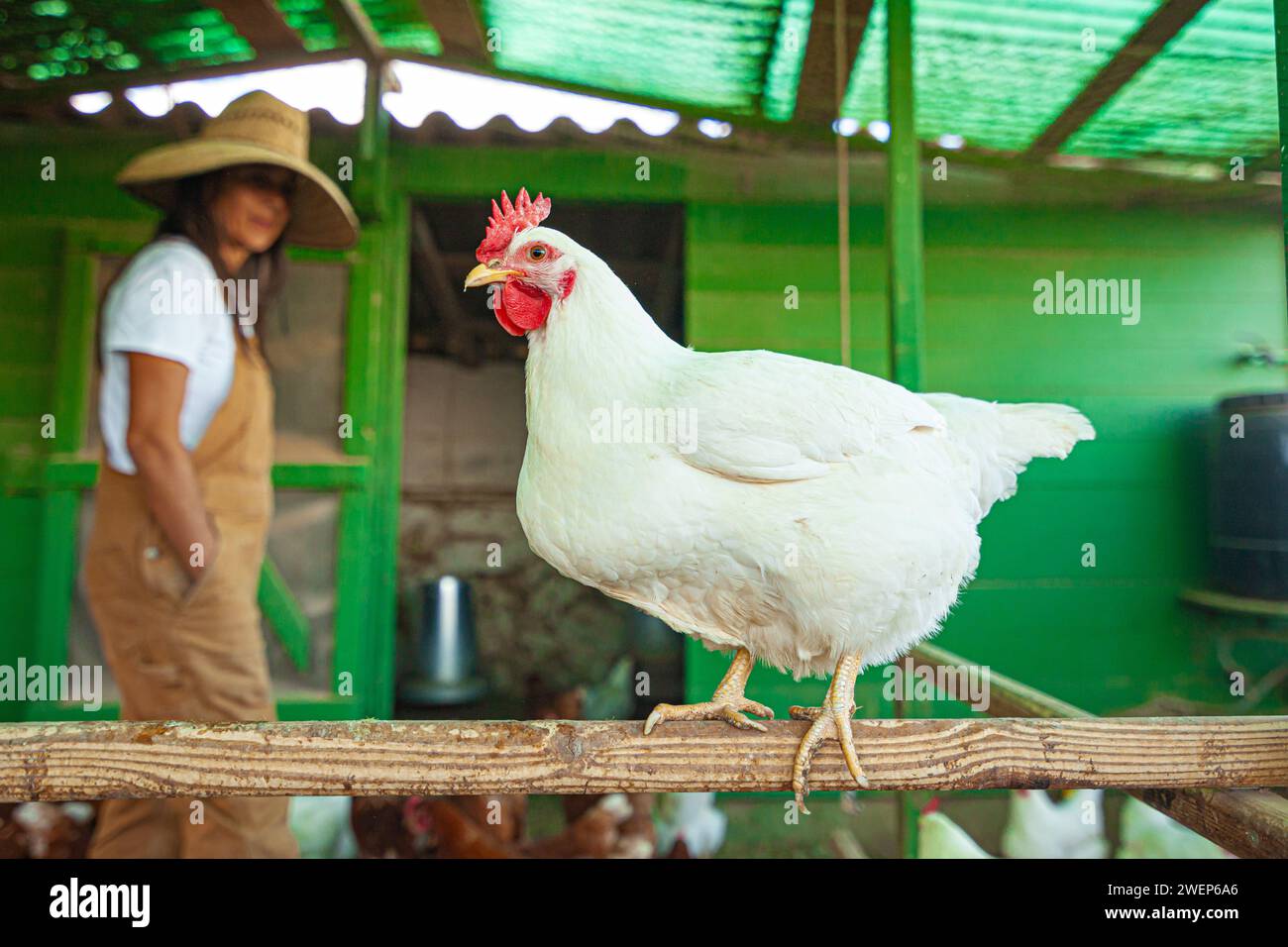 Corral hen hi-res stock photography and images - Alamy